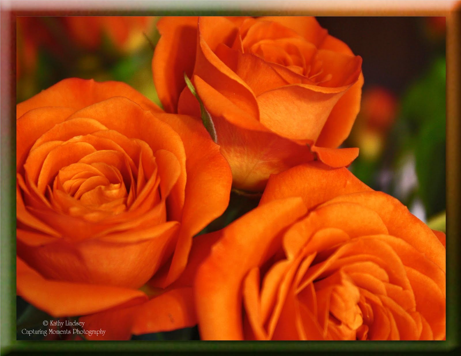 Kathy Lindsey Capturing Moments Photography: Orange Roses