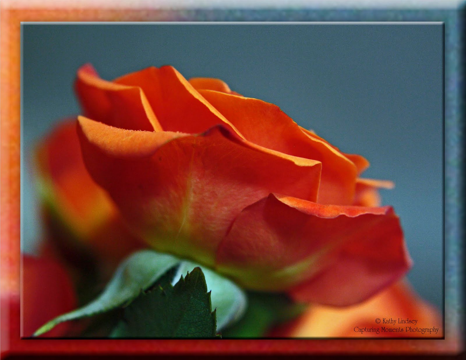 Kathy Lindsey Capturing Moments Photography: Orange Roses