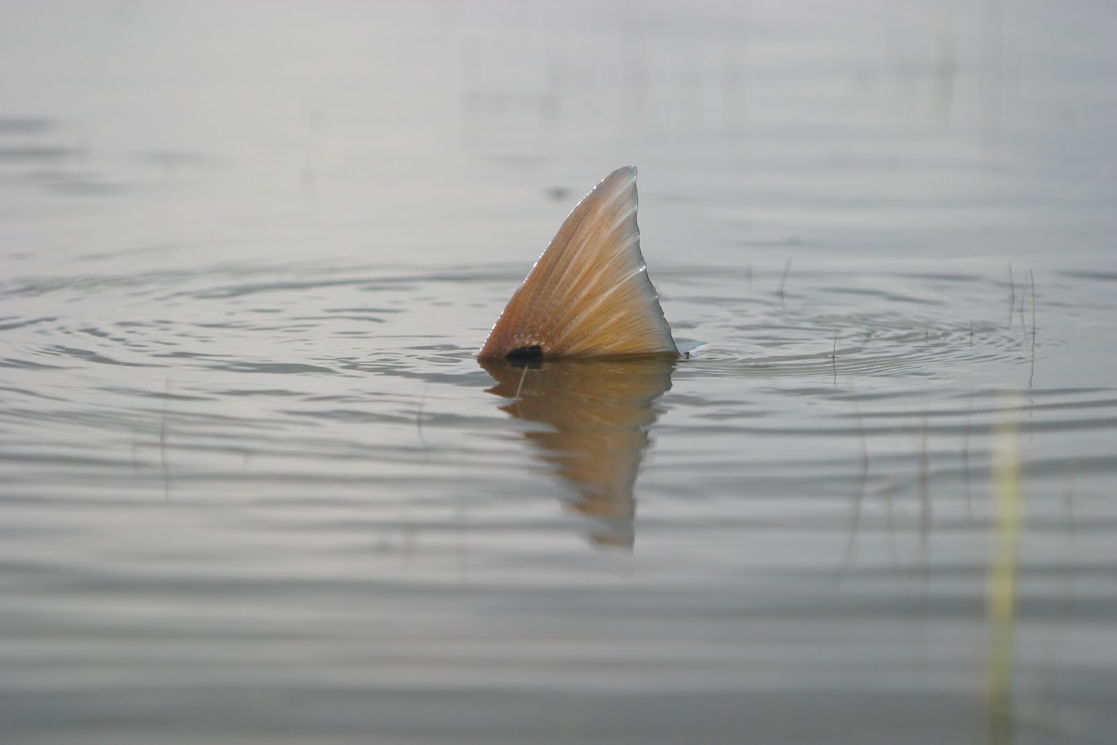 Redfish Tailing Background