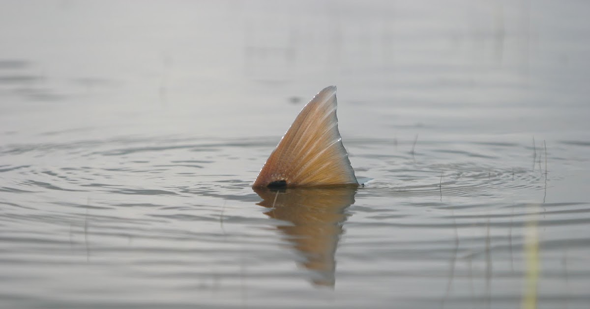 Tailing Redfish Wallpaper