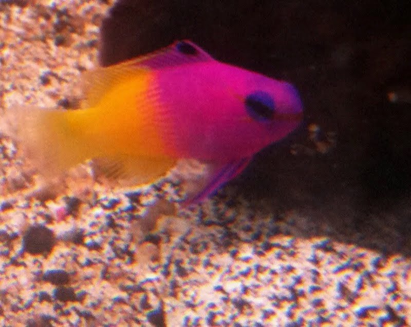 Get that fish some eyelids!