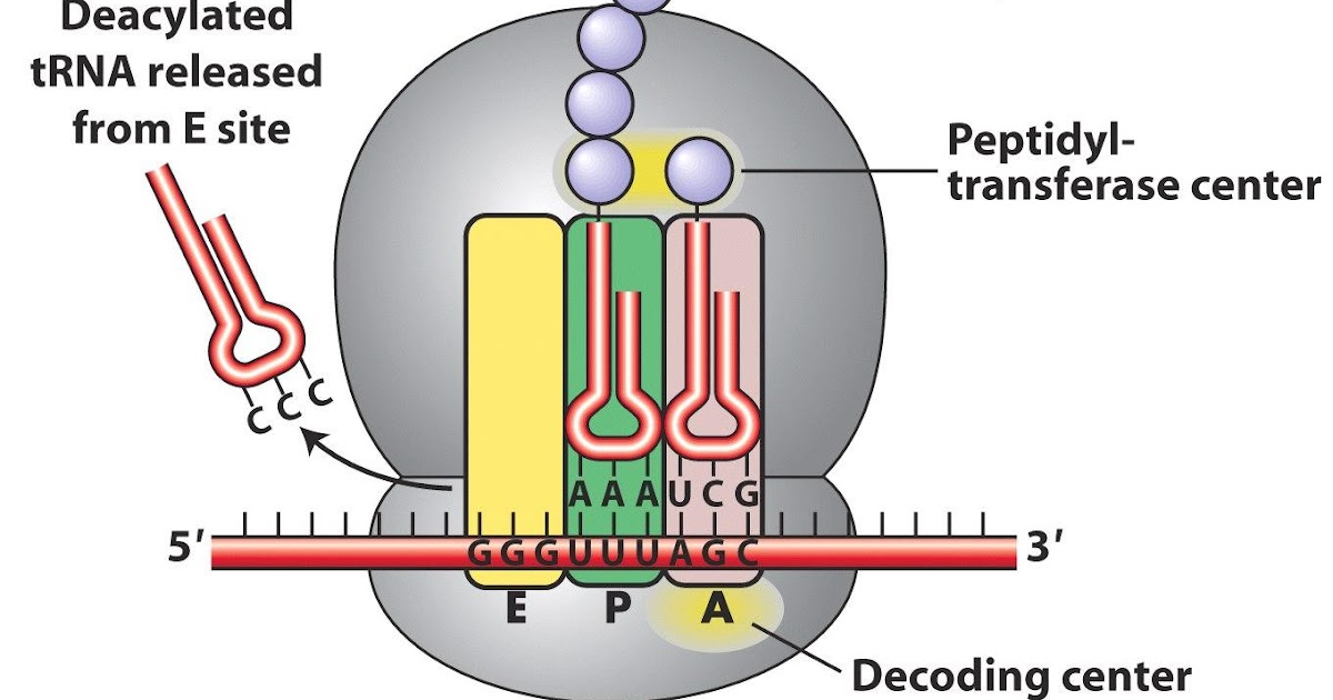 Molecular Genetic Book: DNA Translation
