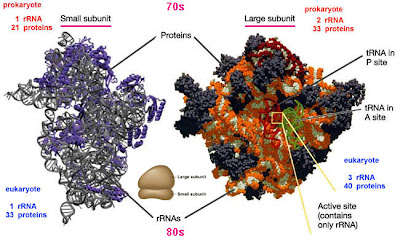 Molecular Genetic Book: rRNA