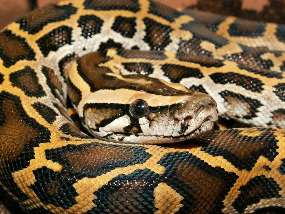 Den Nakna Sanningen!: måndag 27 september 2010