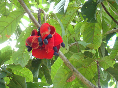 listen to it grow: Sterculia Parviflora - Kelumpang Burong