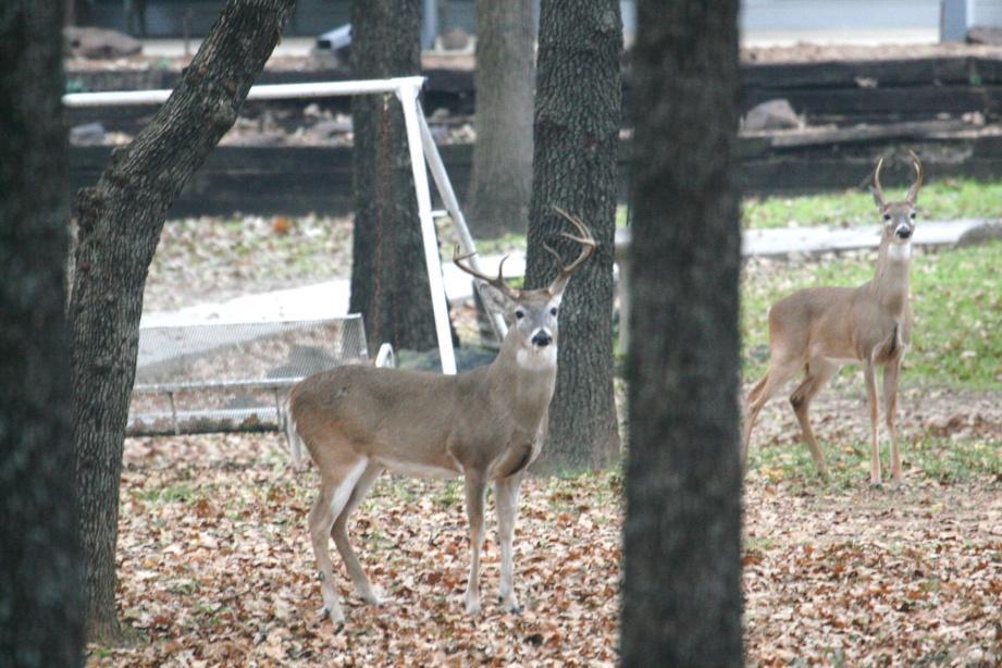 The Vineyards Campground and Cabins on Grapevine Lake: March 2010