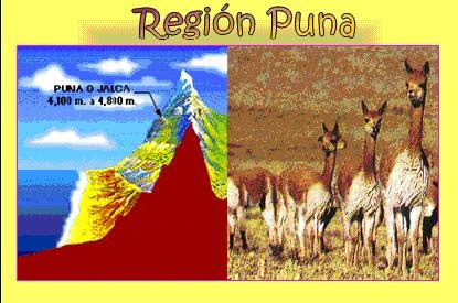 Las Ocho Regiones Naturales del Perú: REGION PUNA