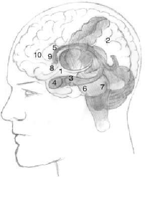 The Masculine Heart: More on Dr. Louann Brizendine's "The Male Brain"