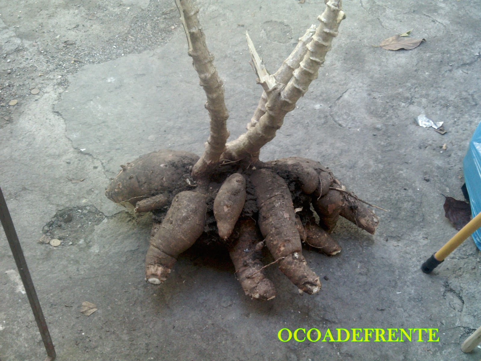 Bienvenidos!: TREMENDA MATA DE YUCA