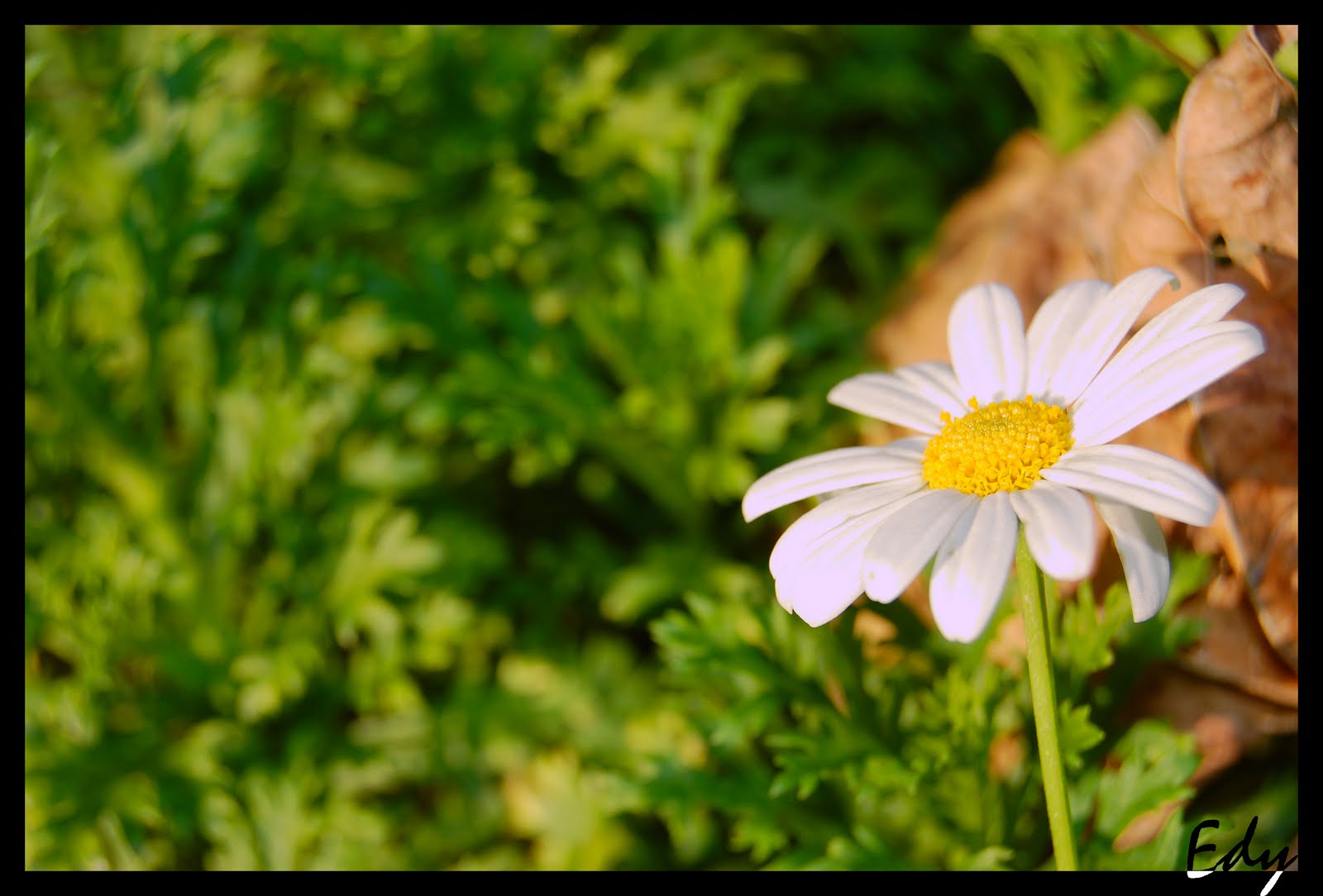 Photographic and Art Edy´s gallery: Malmequer