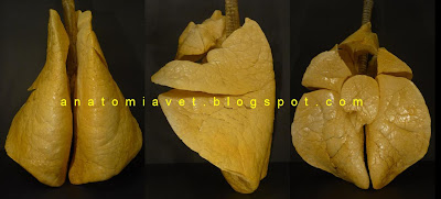 ANATOMIA VETERINARIA: PULMON BOVINO: Insuflado