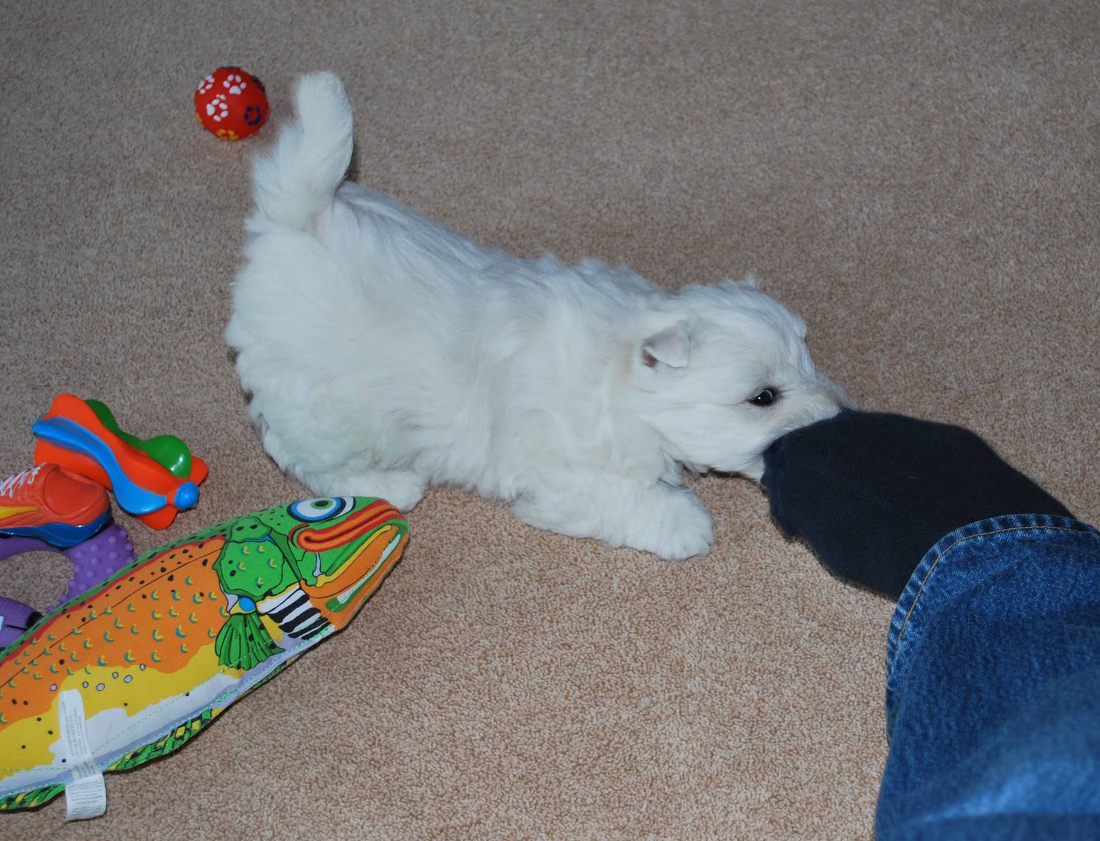Annie The Westie and Ollie The Border Terrier