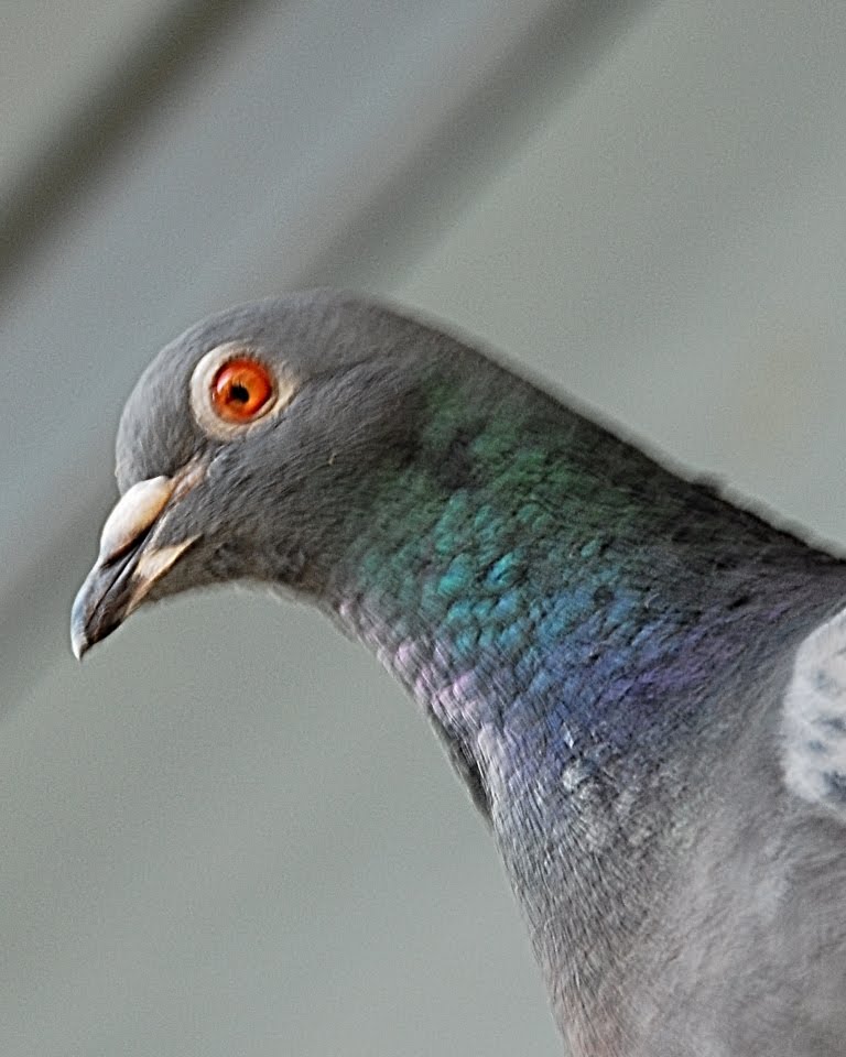 The Poor Mouth: Photo Hunt - Big Pigeon