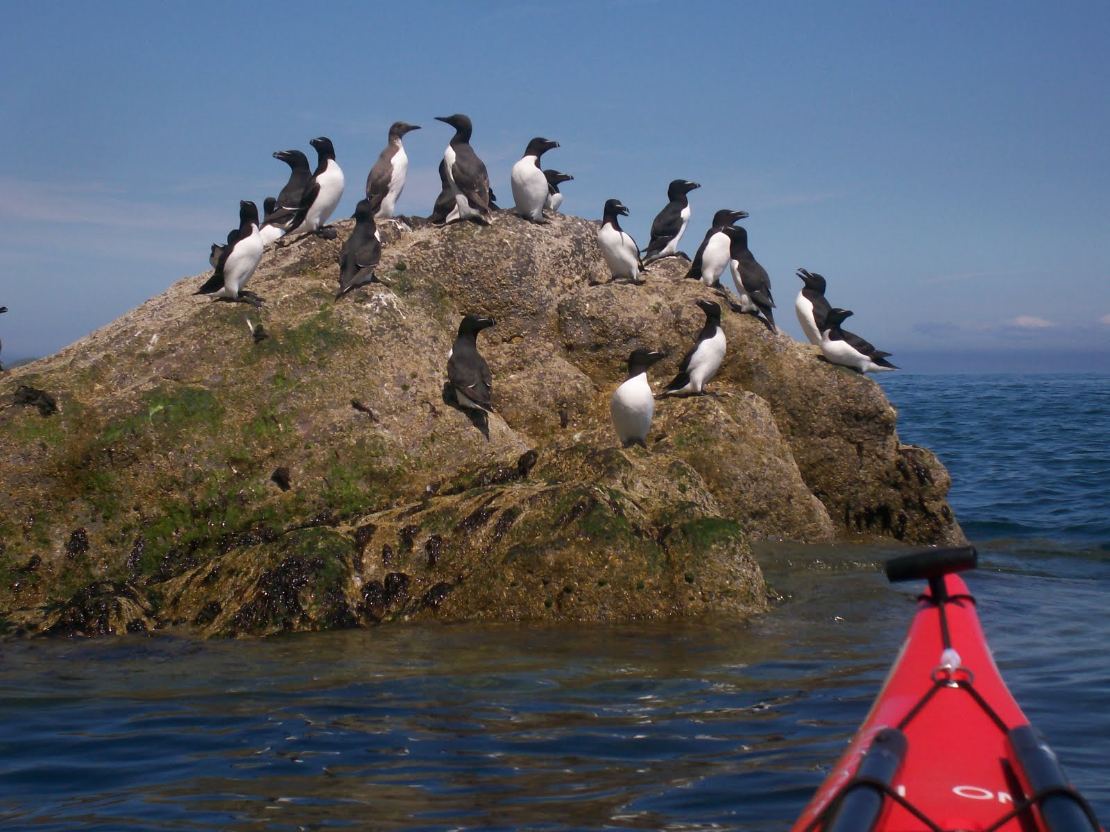 Danny's Sea Kayaking Trips: Island Magee coast Northern Ireland 15th June