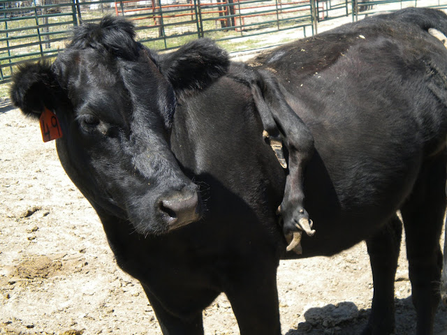 Amy Goes West: Prairie Dog Town aka 6 Legged Cow-ville