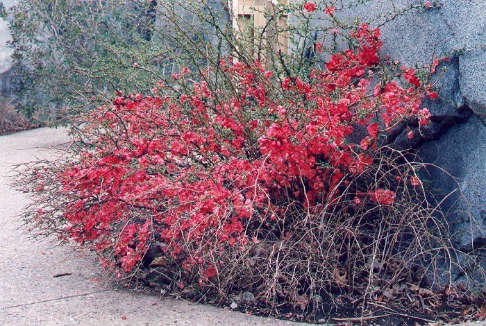 Lortz Garden: Gutui japonez