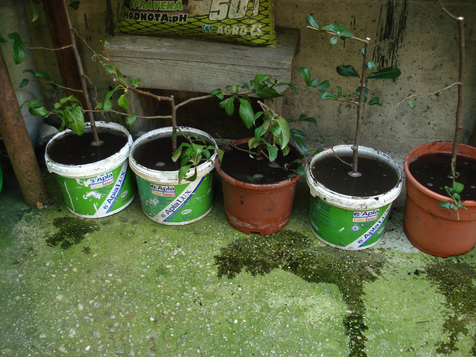 Lortz Garden: Metode de inmultire - Marcotajul