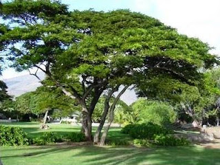 The Brook Cherith: Rain Tree (samanea saman)