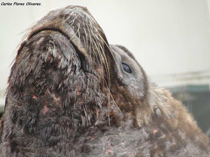 Tercer Concurso De Fotografía Patrimonial: Flora Y Fauna De La Región ...
