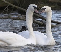 Nadi Spencer Art: Aengus and Caer 1- The Story