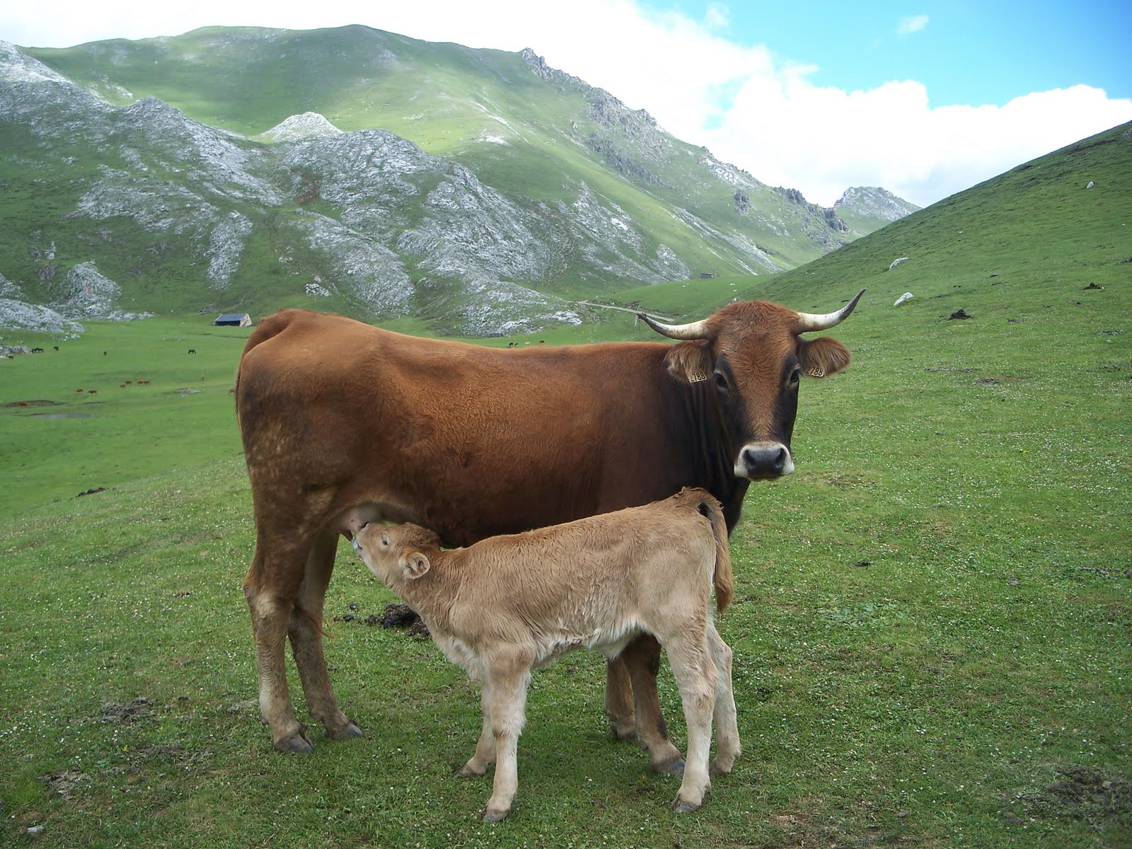 Fotos tiernas de vacas - Imagui
