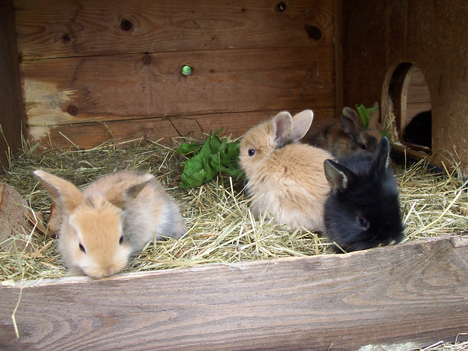 Meine Seifenschätze: Kleine Hasen werden groß...