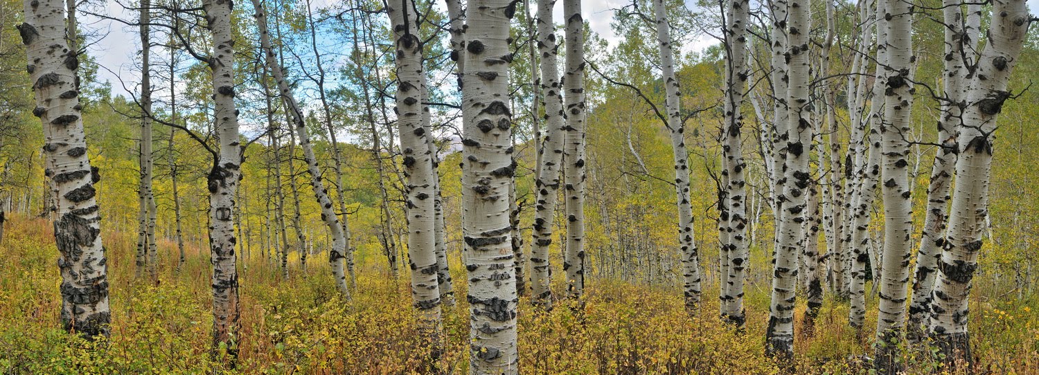 Photography of Lowell Harris: Panorama of Fall Stand of Quaking Aspens