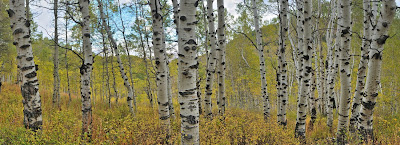 Photography of Lowell Harris: Panorama of Fall Stand of Quaking Aspens