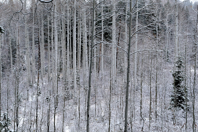 Photography of Lowell Harris: Young Quakies in the Snow