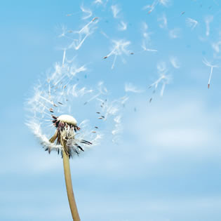 krnCiTa: ...El aire...