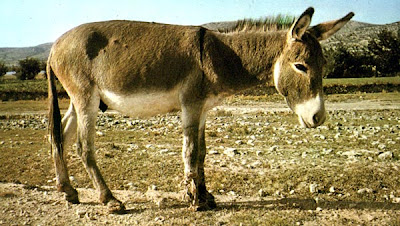 ::LA VIDA ANIMAL::: El azno