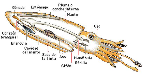 BIOALUMNOS: Disección calamar (las del pescao)