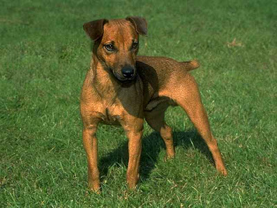 Patterdale Terrier