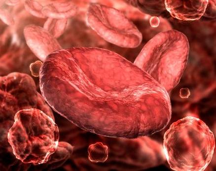 proteina globulina y albumina