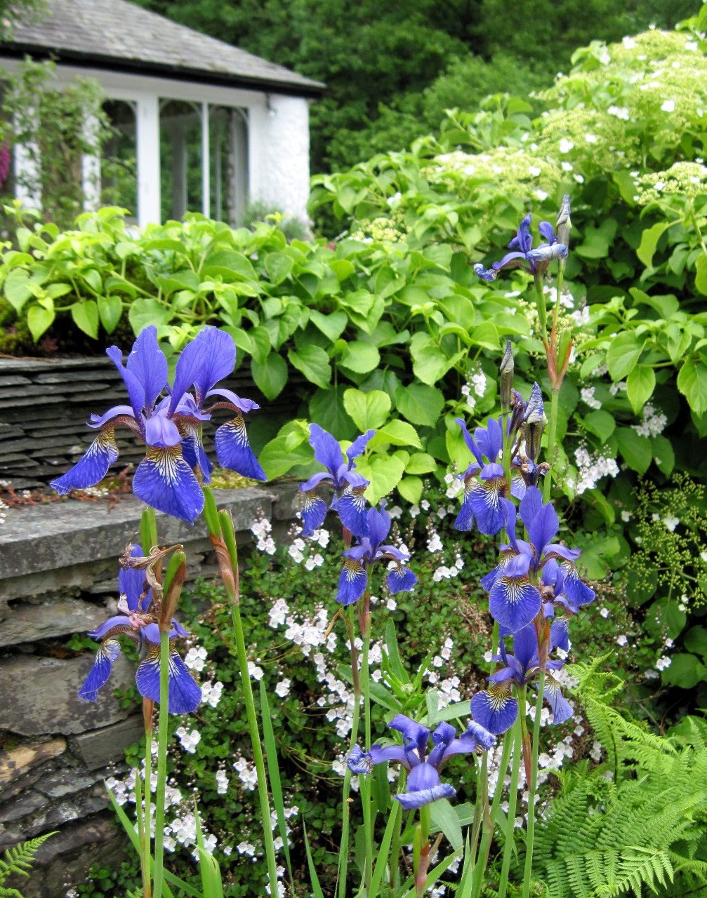 Flutterby Patch: Busy doing nothing!