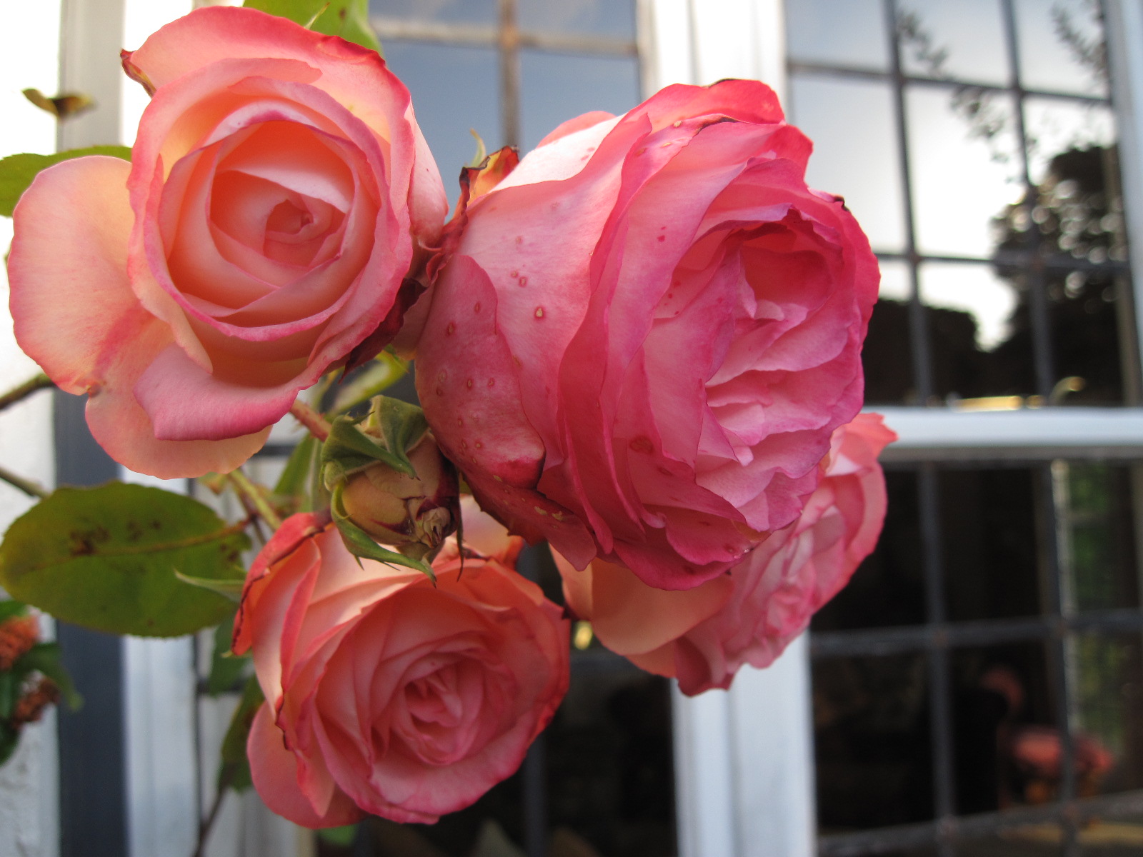 Flutterby Patch: October 2010