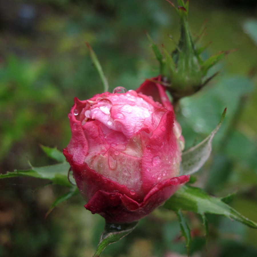 Flutterby Patch: October 2010