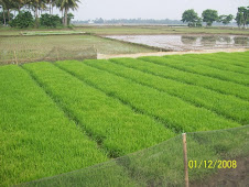 ApoGe-25 PREMIUM PADI: Persemaian Padi dengan Aplikasi ApoGe-25 Premium ...