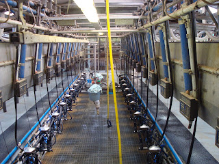 โคนม ( Dairy cattle and milking cow ): โรงรีดนม (Milking parlor ...