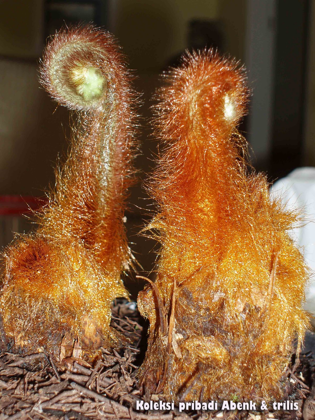 Plants: Pakis Ekor Monyet