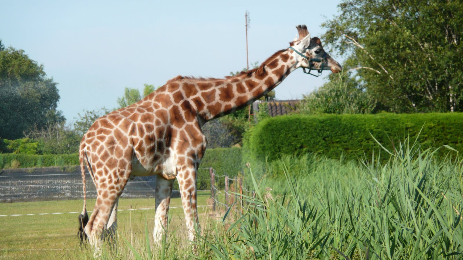 crea10us: Een giraf in de wei....