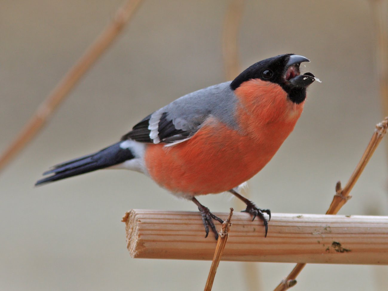 tromsofoto.net: Dompap - trivelig gjest på fuglebrettet