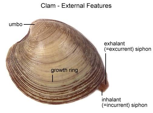 _I@i\i: DISSECTION: CLAMS