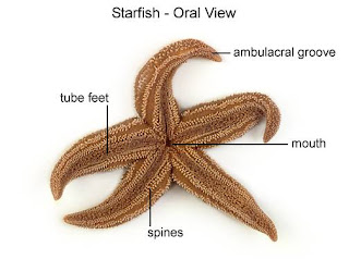 _I@i\i: DISSECTION: SEA STAR (STARFISH)