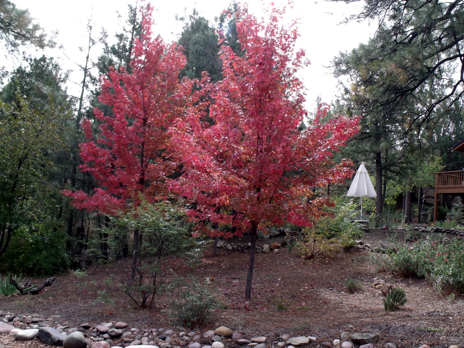Preskittgurl: Scenes of Fall - In & Around Prescott, Az.