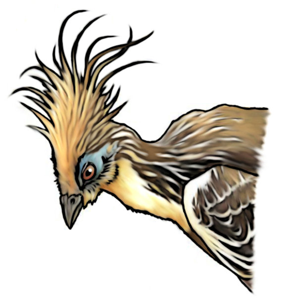 LA CIENCIA DE LA VIDA: ARTE & ZOOLOGÍA (IX). HOATZIN.