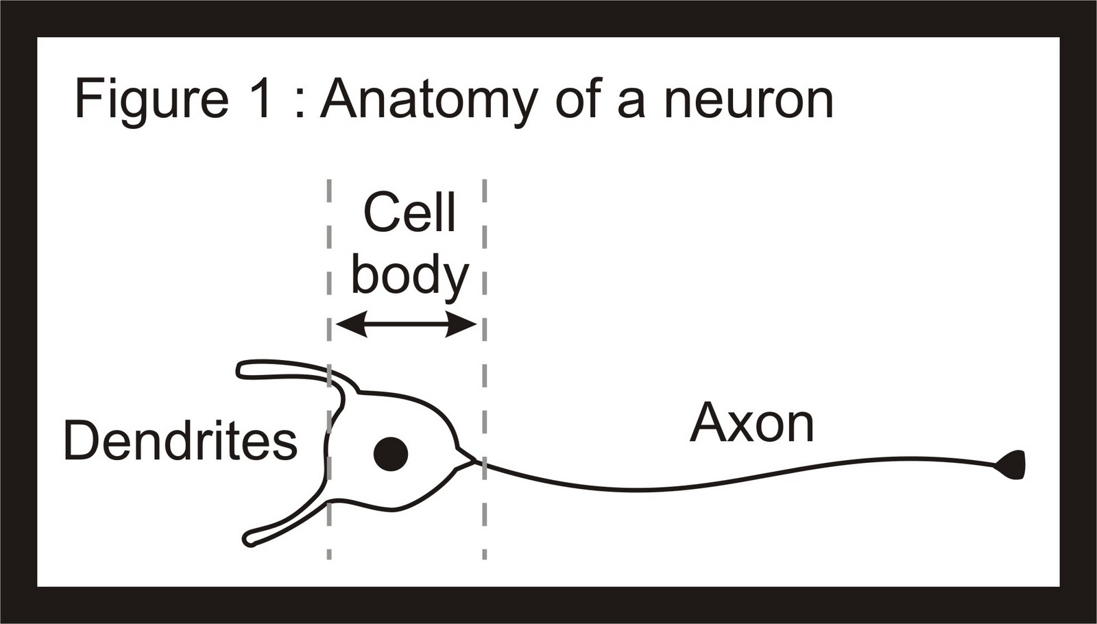 BrainBlog: Electricity and the brain