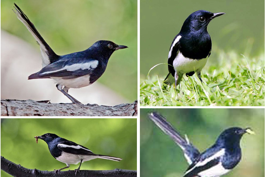 The Life of Sweet Birds: Sweet Bangladeshi Bird