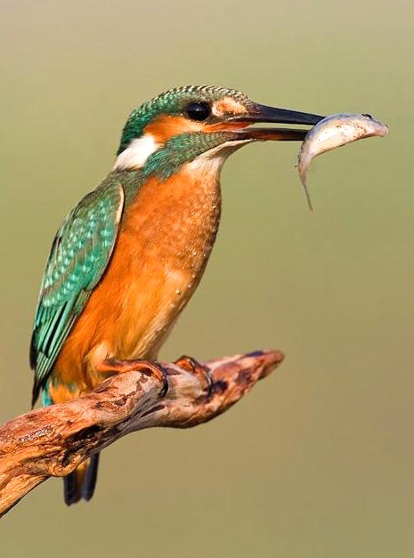The Life of Sweet Birds: Sweet Bangladeshi Bird