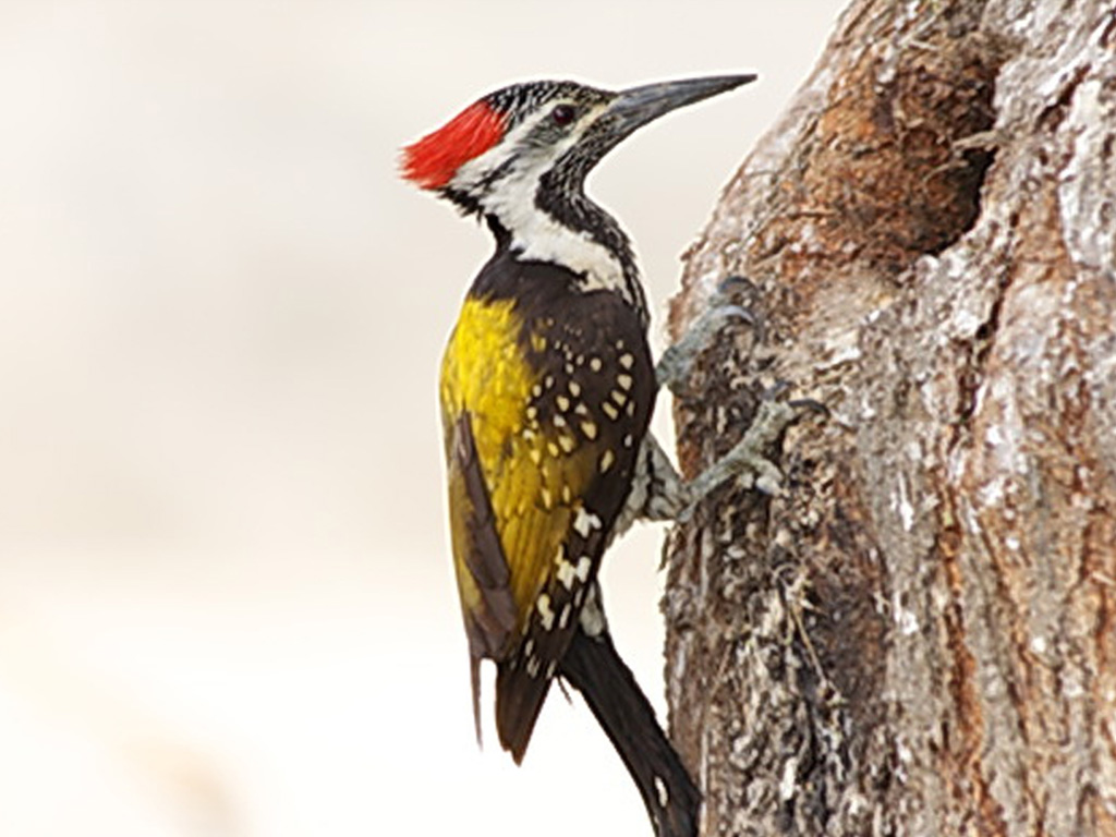 The Life of Sweet Birds: Sweet Bangladeshi Bird